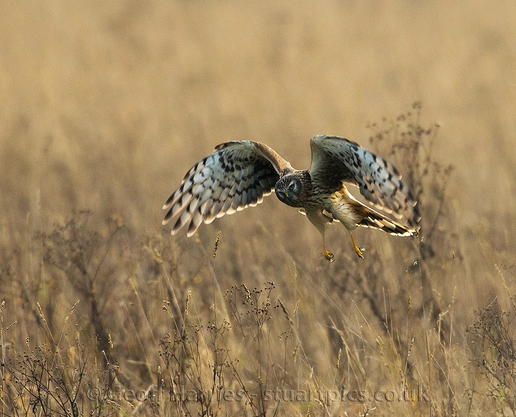 CAMBRIDGESHIRE BIRD CLUB GALLERY: Hen Harrier