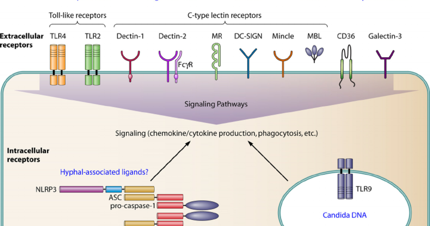 新一代登革熱救星？又一個調控發炎反應的神奇開關---CLEC5A (下)