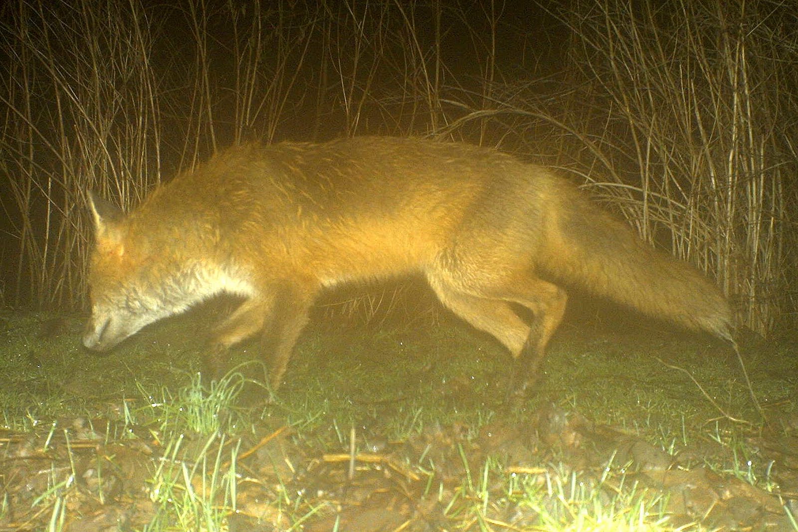 Backyard Beasts: Misty Night Red Fox