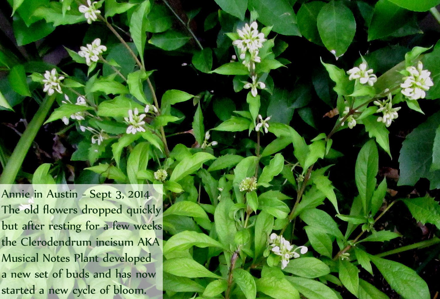 The Transplantable Rose: Clerodendrum incisa - the Musical Notes Plant