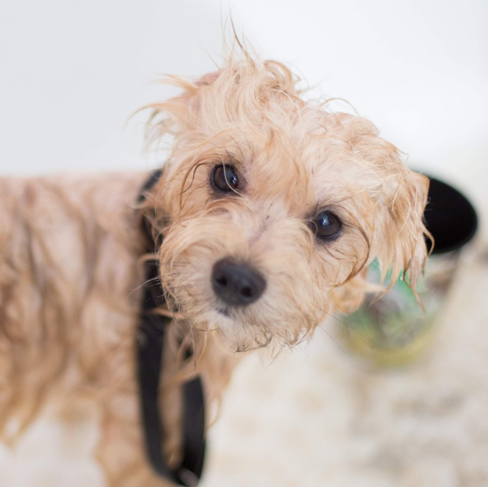 9 Simple Tips for Bathing Your Dog (and Saving Money!)