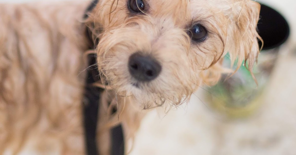 9 Simple Tips for Bathing Your Dog (and Saving Money!)