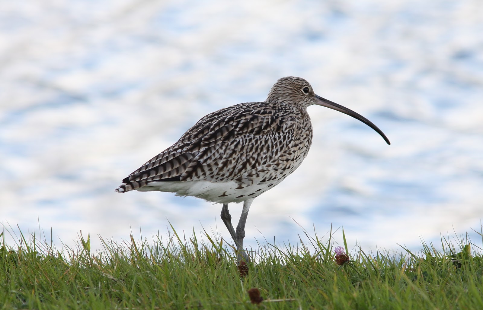 De Vogelaars: Wulp Texel 19 oktober 2010