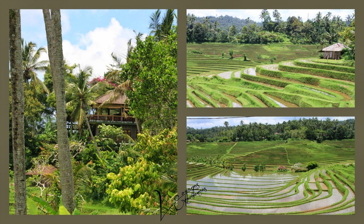 Voyages et Expériences : Bali: de Pemuteran à Sanur VIA PUPUAN, Sublime!