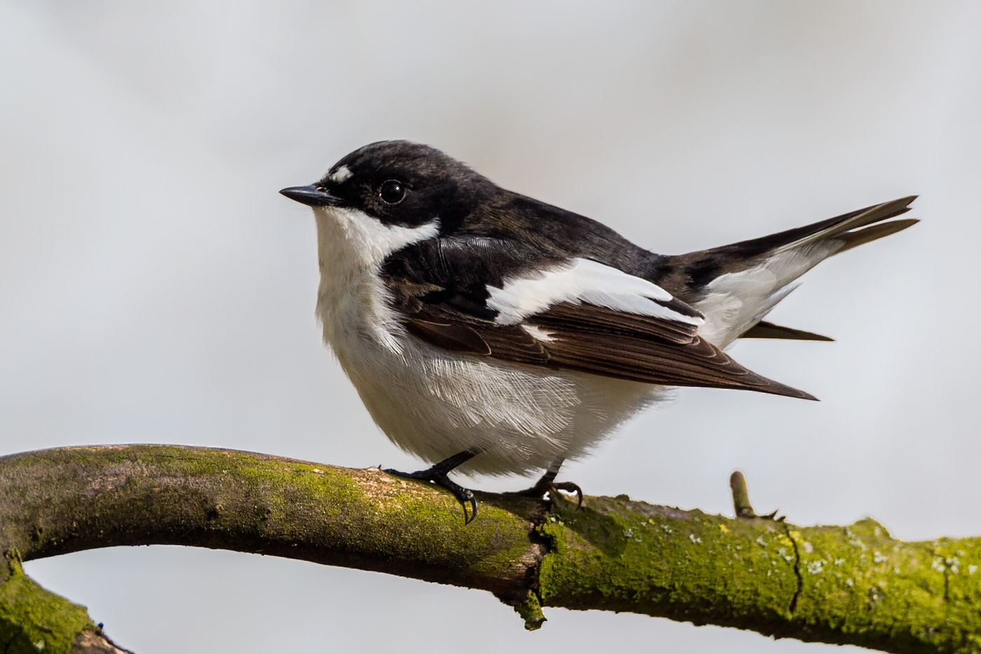 Darley Dale Wildlife: Pied Flycatcher returns to Clough Wood