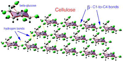 Seven Days per Week: STPM Biology Biological Molecules (Part 8)