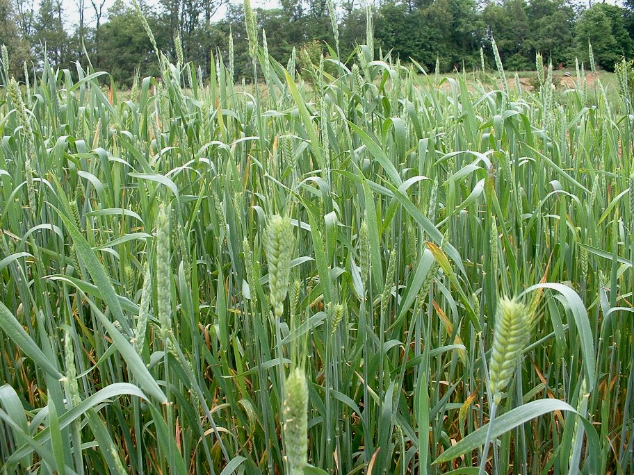 Mid-Atlantic Plant Research Center: Some of the winter grains