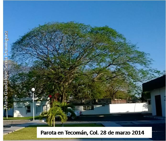 Ciencia para los preguntones : Conociendo la flora que nos rodea: el ...