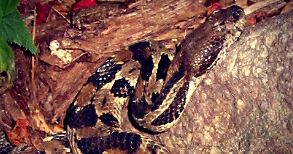 Forsakenly Departed: Timber Rattlers