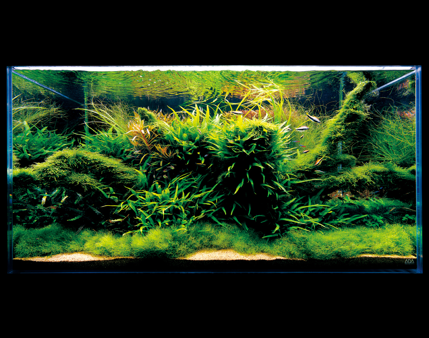 Acqua Acuario: Takashi amano