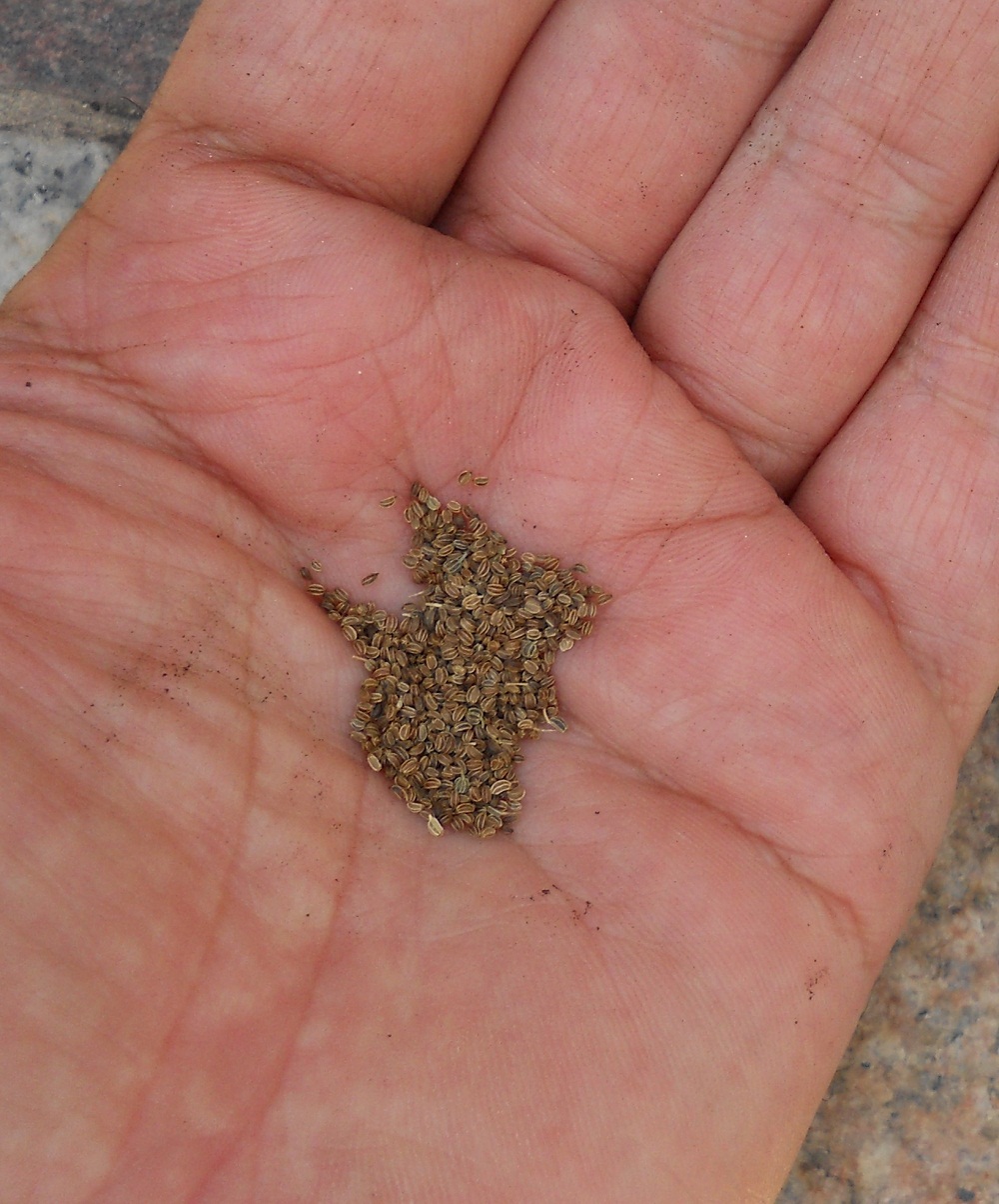 Plantas para hombres: Apium graveolens, apio pascal