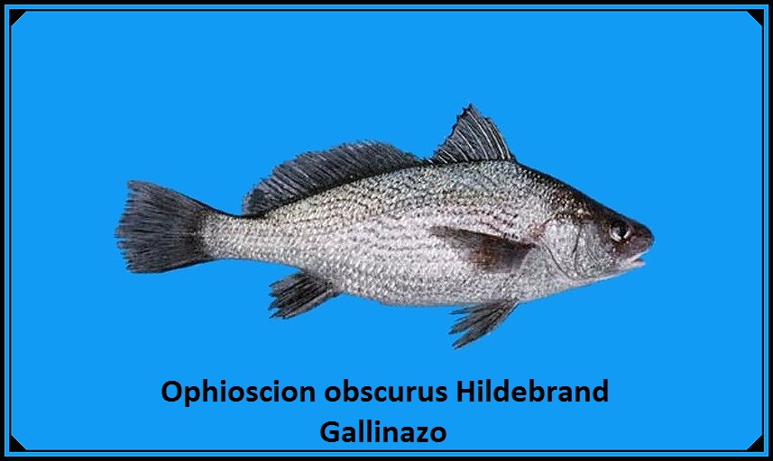 Caminantes del Desierto: LOS PECES EXTINTOS DE ANTOFAGASTA