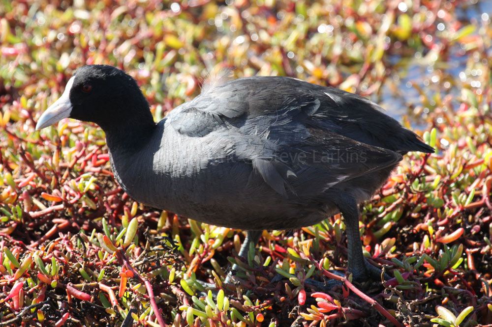 Greenham Birding: Wetland and Coastal Birds of Maui