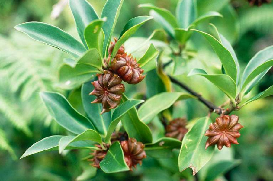 Wow 13+ Gambar Bunga Lawangpekak - Gambar Bunga Indah