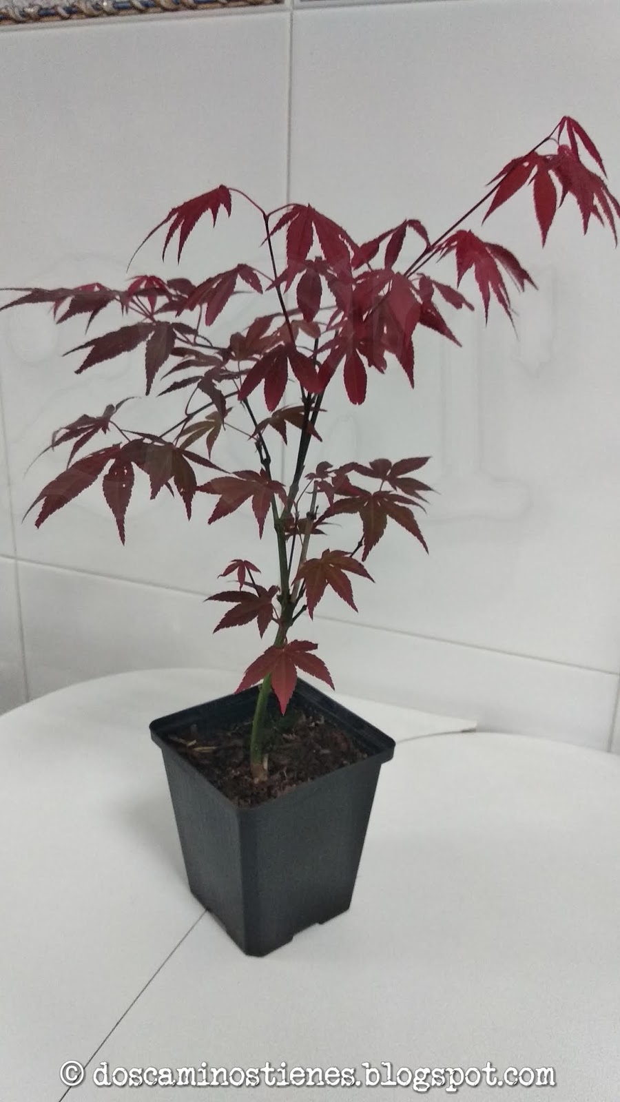 (Bonsais) Arce Japonés (acer palmatum atropurpureum) ~ Dos caminos ...