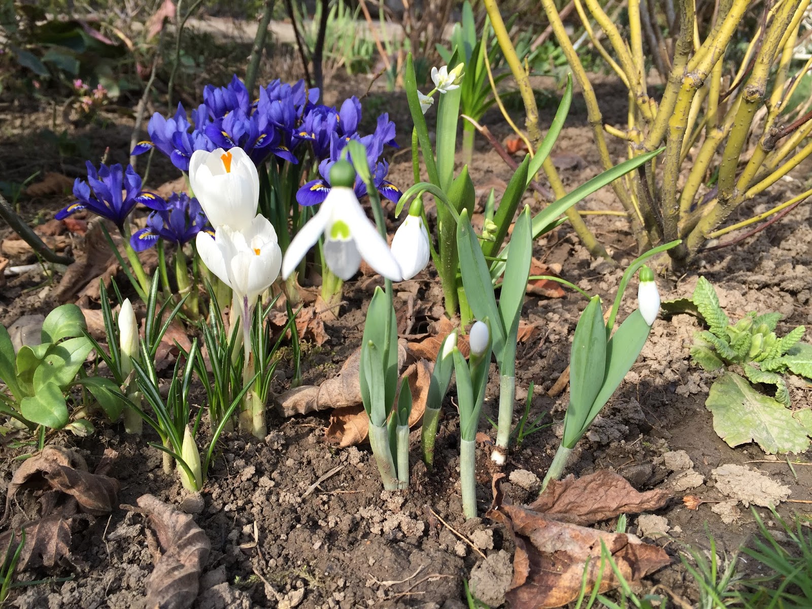 Time in the garden: Spring Quartet