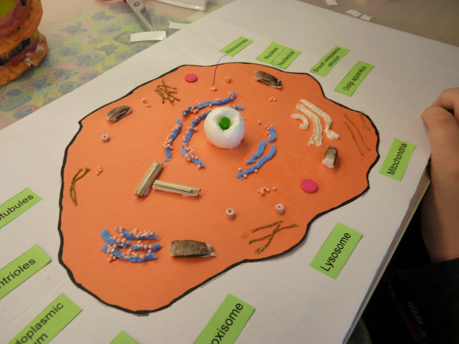 Animal cell project