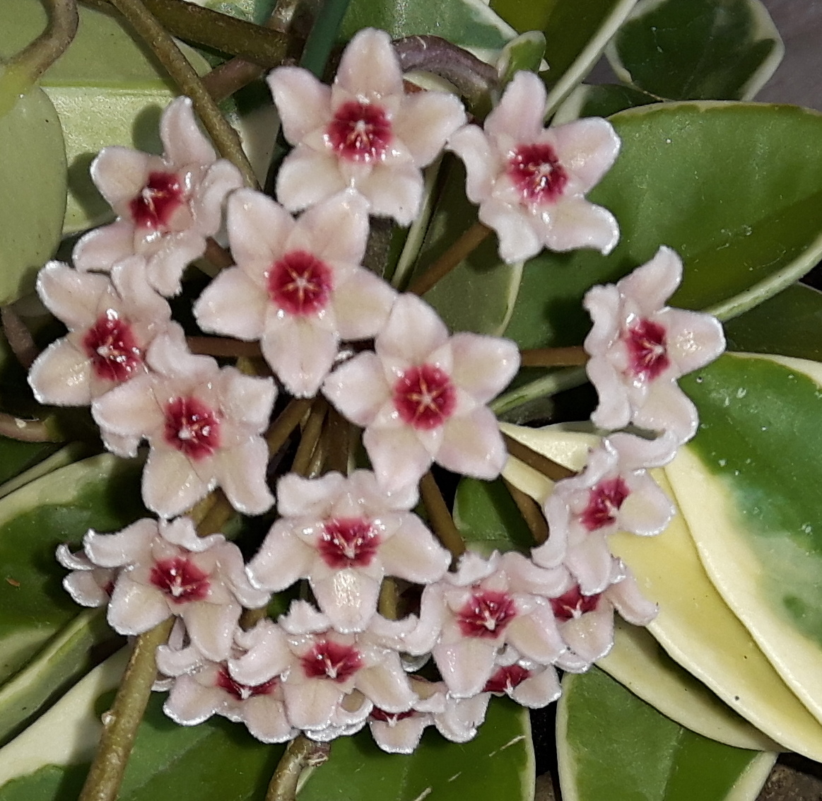 Gerrit's Hoya flowers: Hoya carnosa "Variegata"
