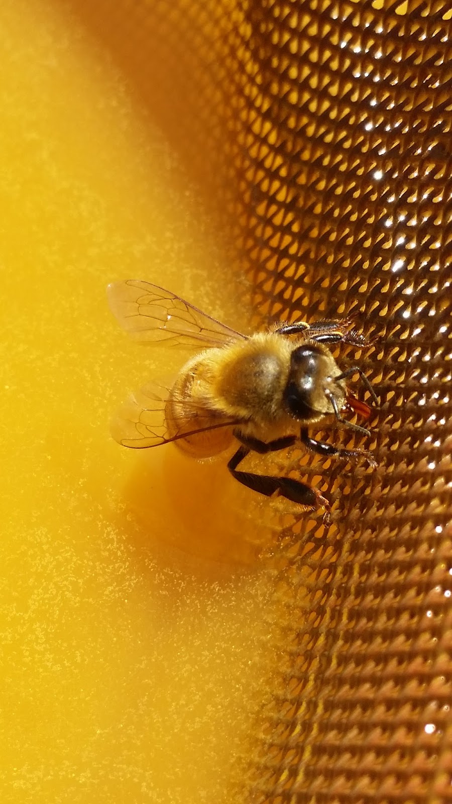 Ant's project space: Yellow bugs in Western Australia