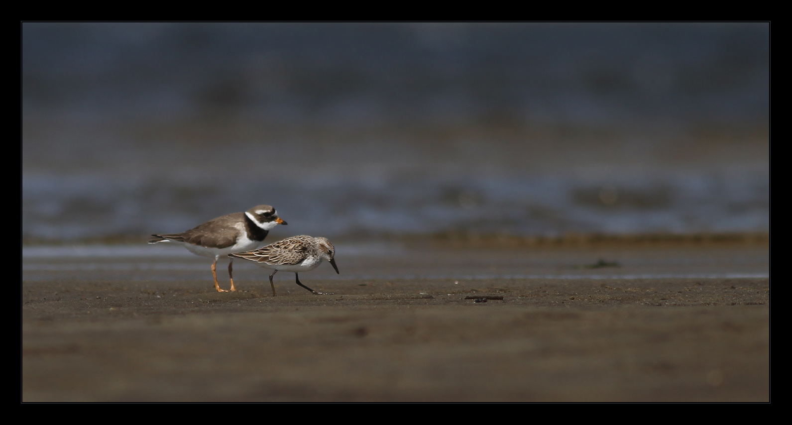 Natur og fotokunst: Sandsnipe, Calidris pusilla