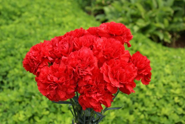 FLORESPASTORA: CLAVELES