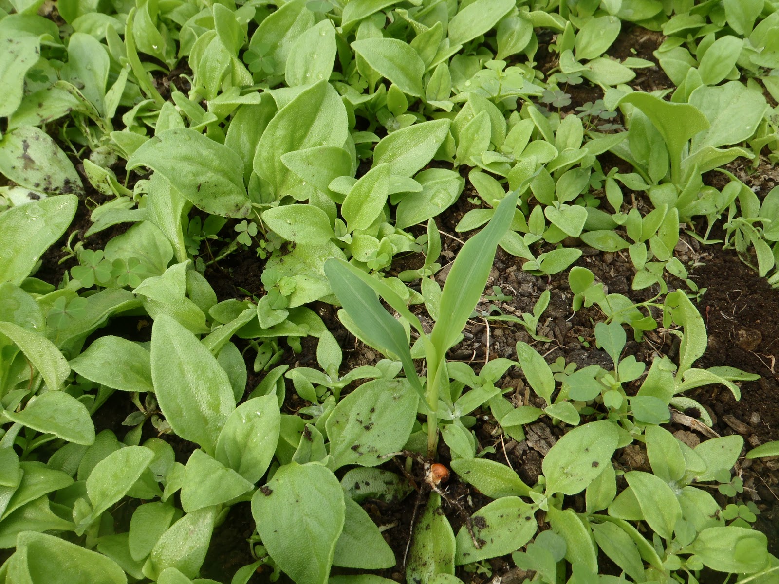 Have You Ever Picked A Carrot?: Clever Corn: How Seeds Travel