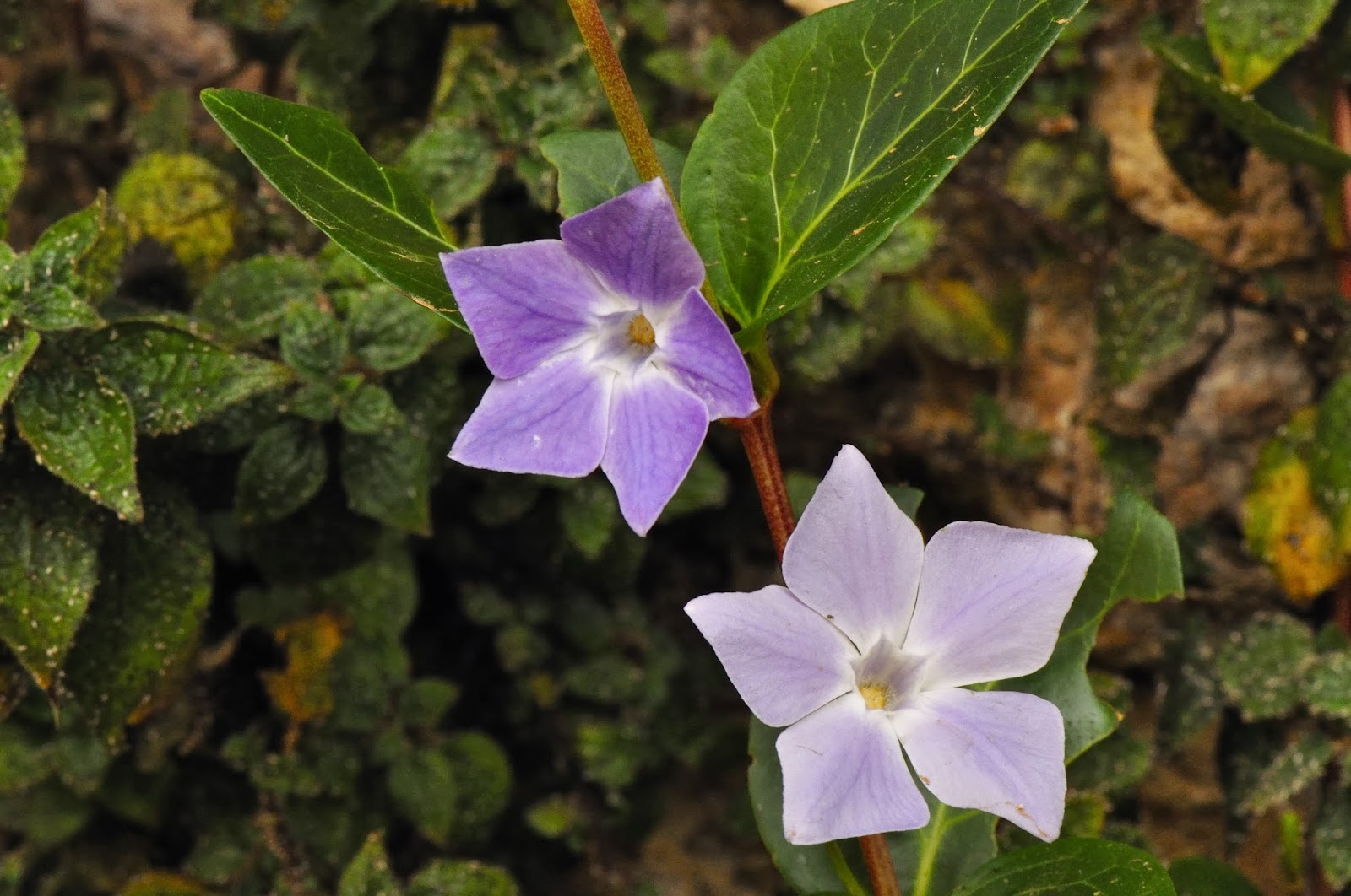 Desde Alájar: Hierba doncella
