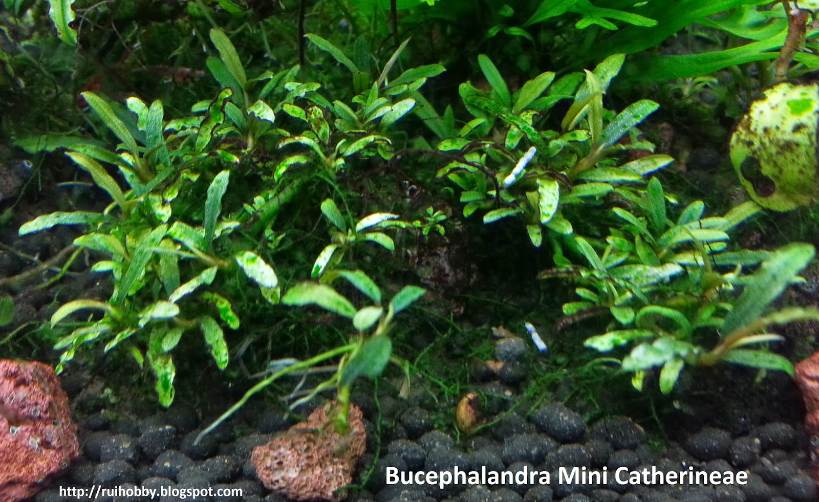 Rui's Hobby - Bucephalandras: Bucephalandra Mini Catherineae