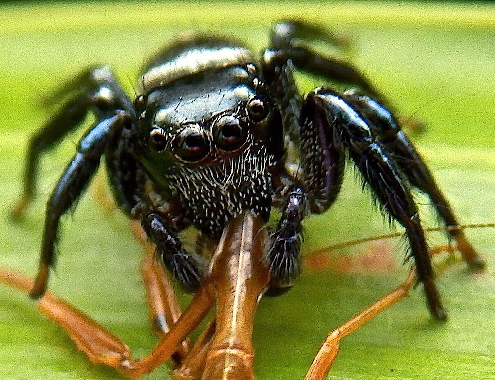 News from Coquette Point