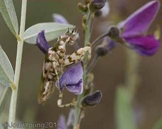 South African Photographs: Flower Mantis (Harpagomantis tricolor)