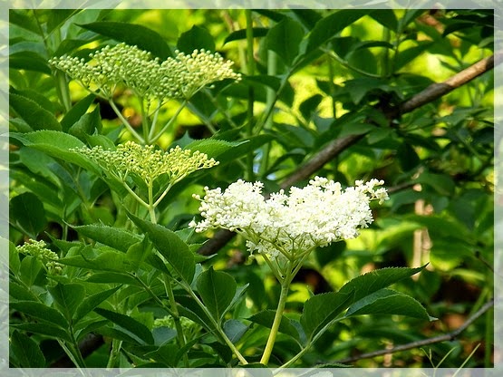 Alsósófalva: Bodza szuk avagy házi bodzaszirup recept