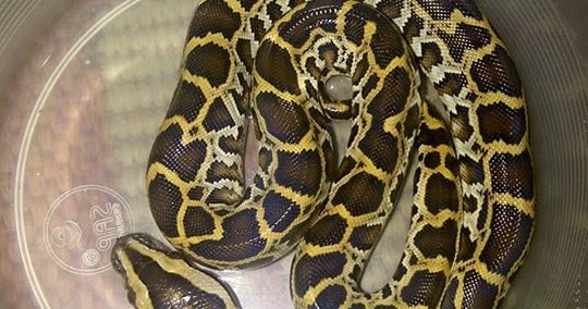All About Reptile's : PYTHON MOLURUS (molu/sanca bodo)