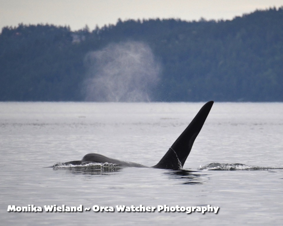 Orca Watcher: Whale Season