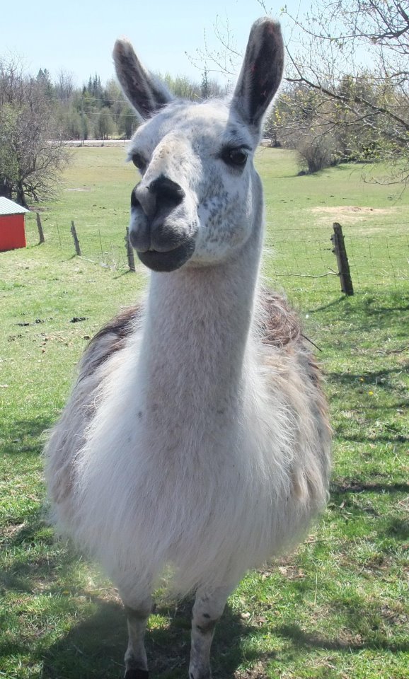 Story Book Tails: Friday Facts – Llamas!