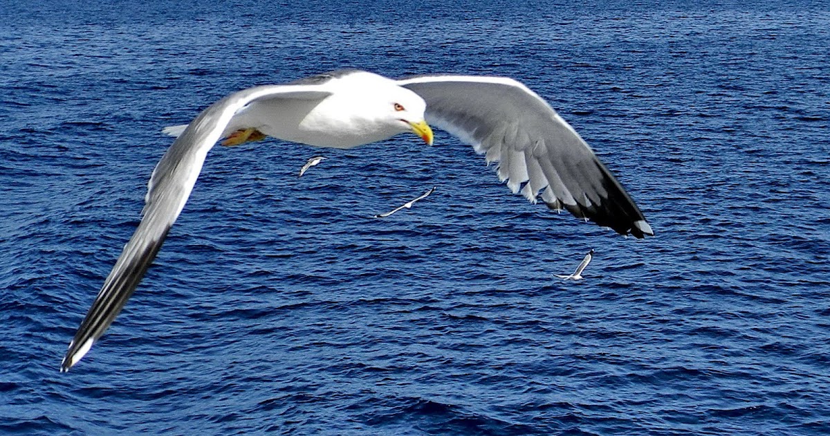 Viața interioară: Pescărușul Livingstone