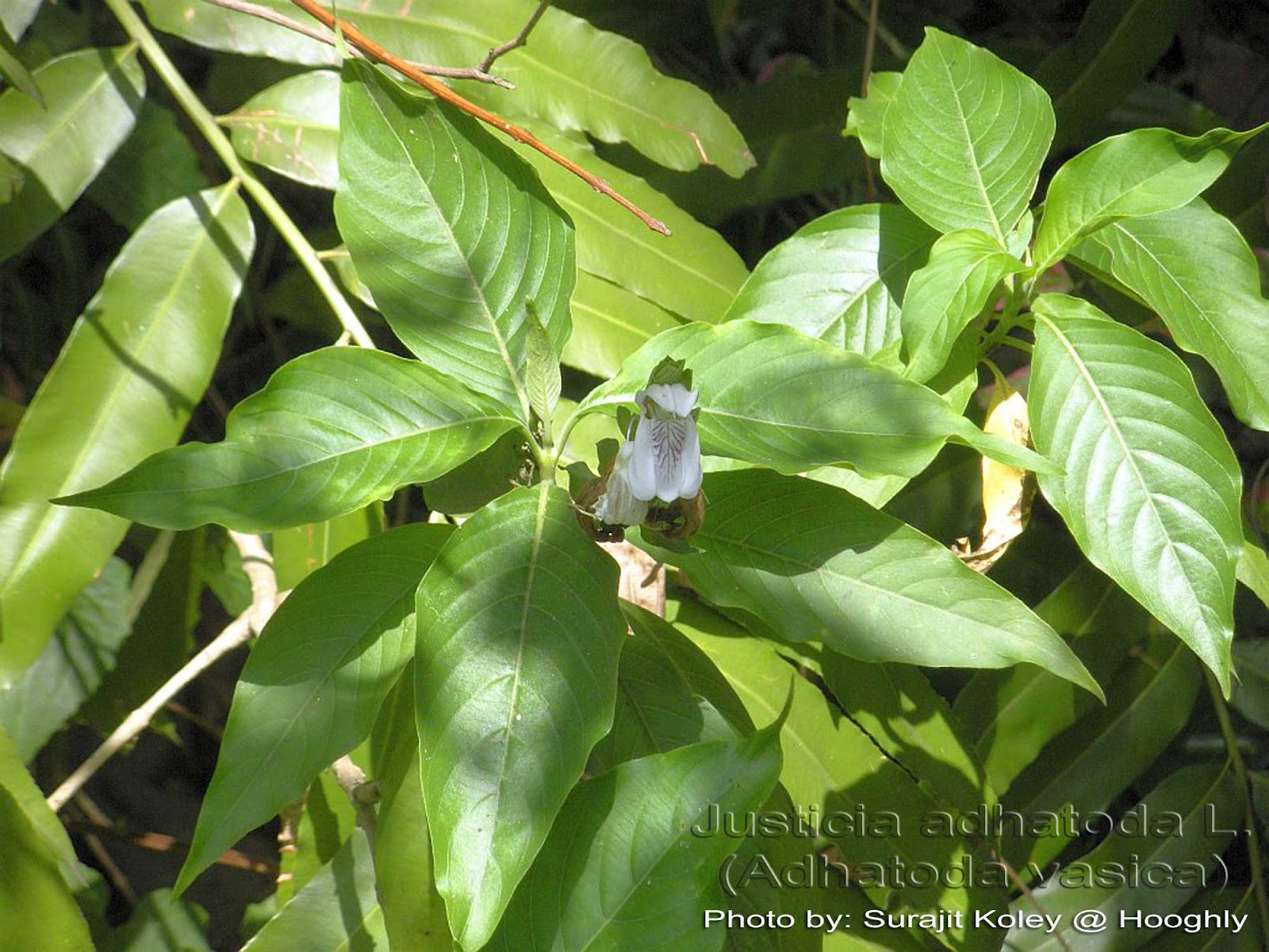 Medicinal Plants: Justicia adhatoda Adhatoda vasica addasaramu vasaka arusa