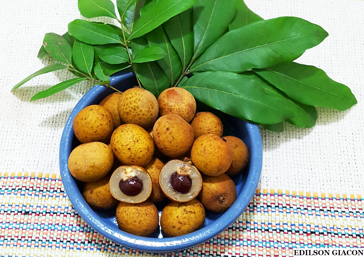 Viveiro Ciprest - Plantas Nativas e Exóticas: Longana ou Lichia Branca ...