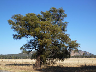 Wimmera...way back when: Historic trees