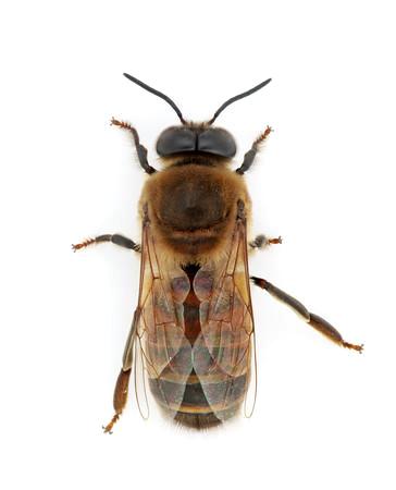 Corona Apicultores: LOS ZANGANOS