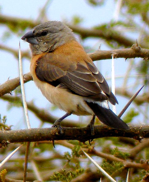 Bird Pictures and Information