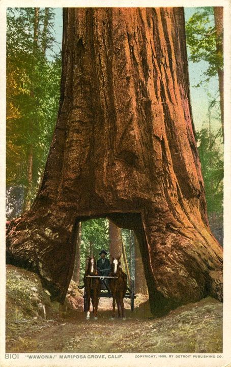 Moon to Moon: The Wawona Tunnel Tree...