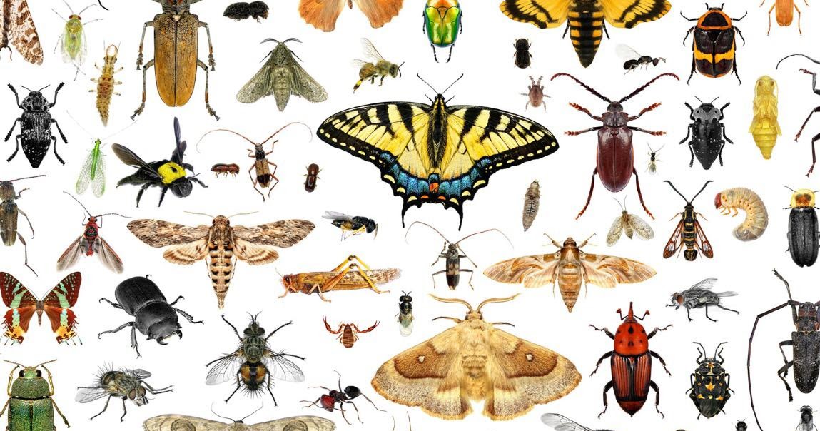 METAMORFOSIS EN LOS INSECTOS