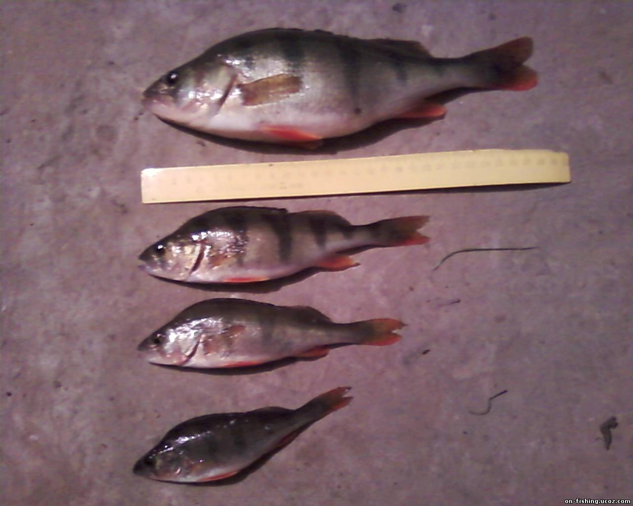 ZipBaits Rigge 35F – мій улюблений ультралайтовий воблер