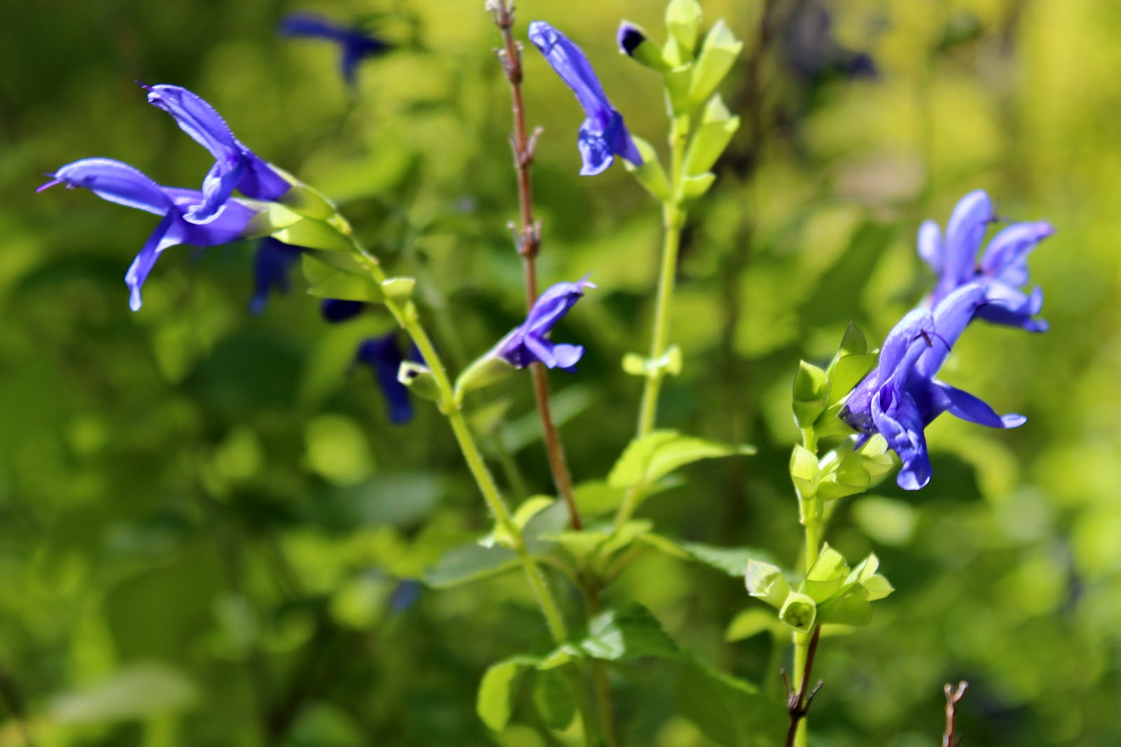 Florez Nursery: Salvia guaranitica