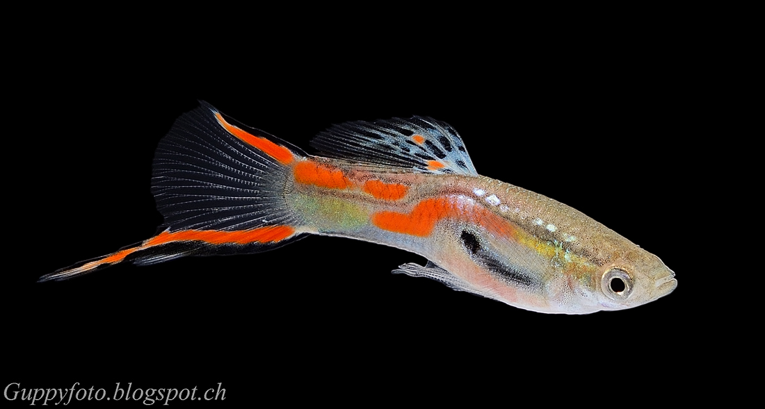 Guppyfoto: Red Scarlet Endler male X Wild Type Guppy