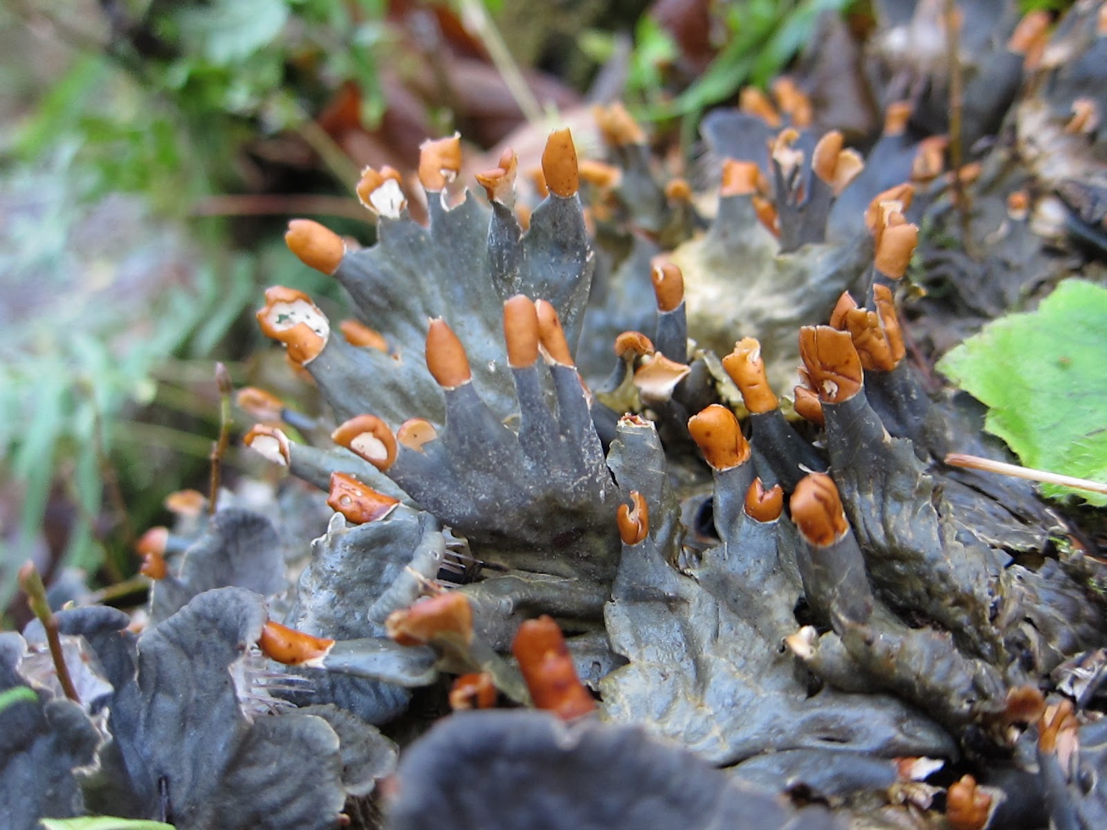 Pacific Northwest Seasons: Searching for the Fungus Among Us