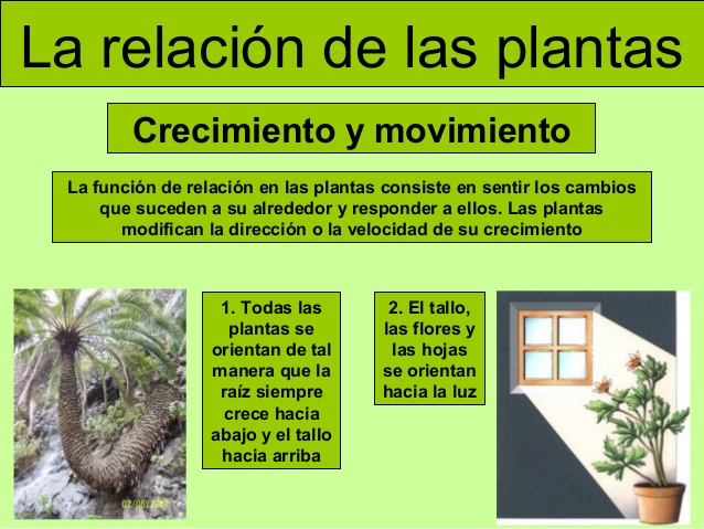 Crónicas de una Maestra Rural: LAS FUNCIONES VITALES DE LAS PLANTAS (3º EP)