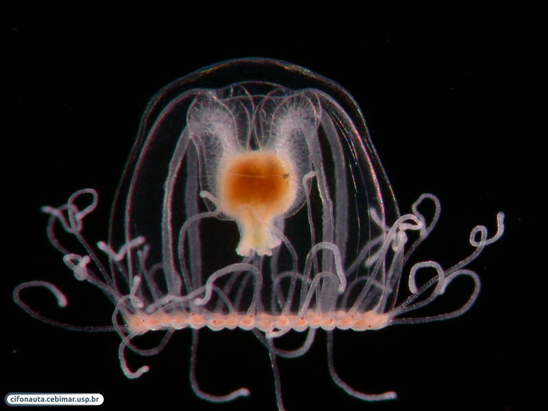 Real Monstrosities: Immortal Jellyfish