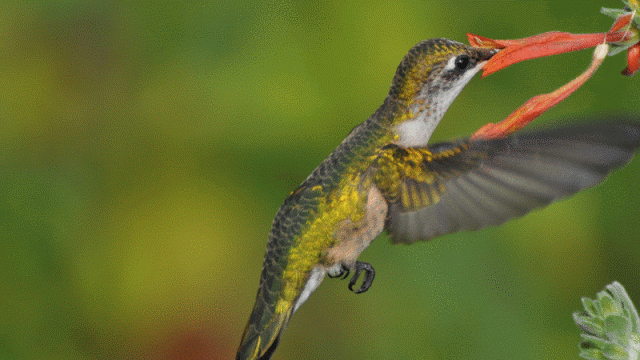 Tipos de adaptación de especies