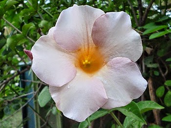 Allamanda Jamaican Sunset-Allamanda violacea-Rosa allamanda | SL Flora